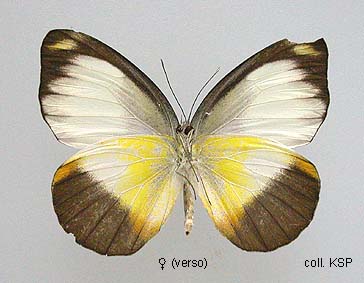 Papua Insects Foundation (Lepidoptera/Pieridae/Pierinae(Appias ada)